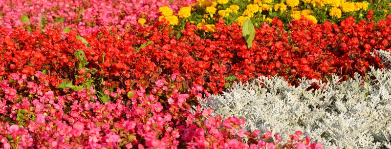 Flowerbed with Red Flowers. Stock Image - Image of beauty, decorative ...