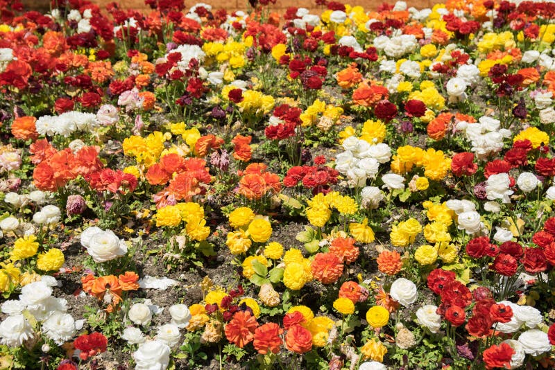 Flowerbed of Small Colorful Flowers Stock Image - Image of decorative ...