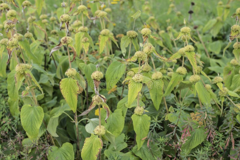 A Flowerbed with Wilted Jerusalem Sage in Summer Stock Photo - Image of ...
