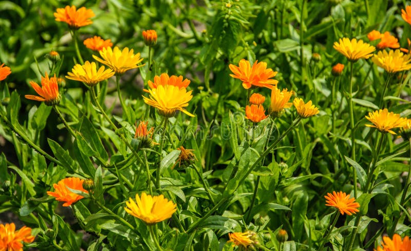 Orange Calendula Flower Shot from the Side Against the Sun. Stock Image ...