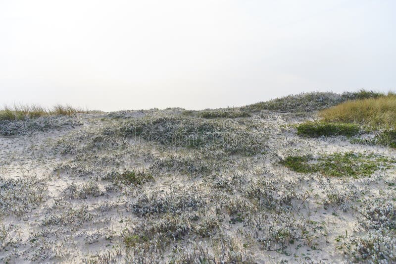 Flowerbeds on the dune stock image. Image of flower - 146765745