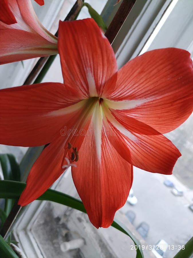 Flower dream stock photo. Image of dream, ponds, beautiful - 156717086