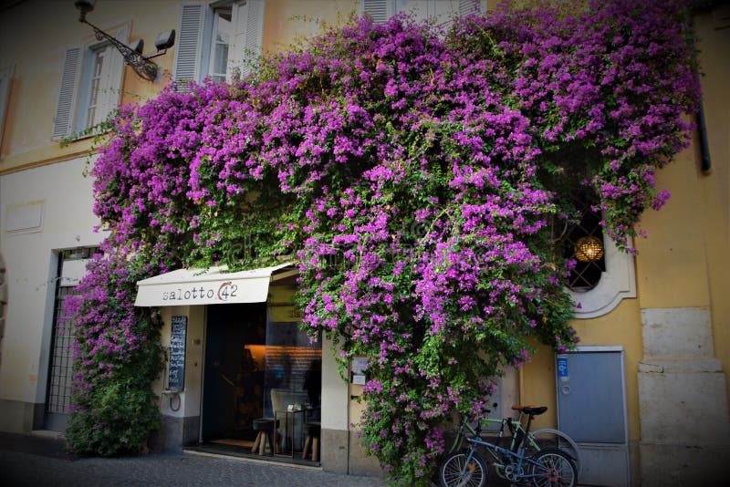 Flowered Bar in Rome, Italy Editorial Stock Photo - Image of vatican ...