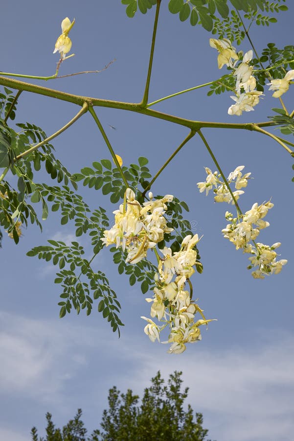 Moringa Oleifera Branch with Fruits Stock Image - Image of ...