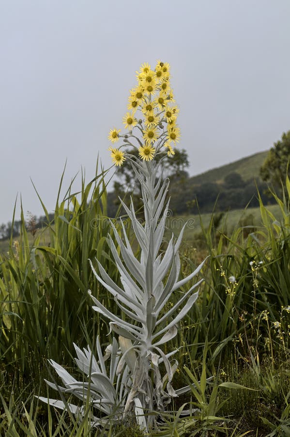 Frailejon Flower Filed at High Altitude in Andes Stock Image - Image of ...