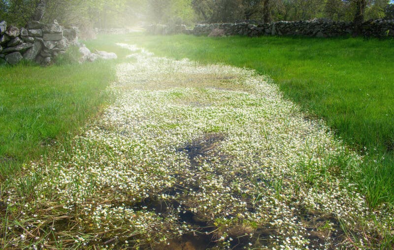 Flowered Path Across the Green Grassy Meadow Stock Photo - Image of ...