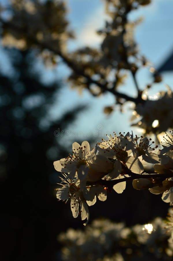 Flowered Tree Breanch Stock Photos - Free & Royalty-Free Stock Photos ...