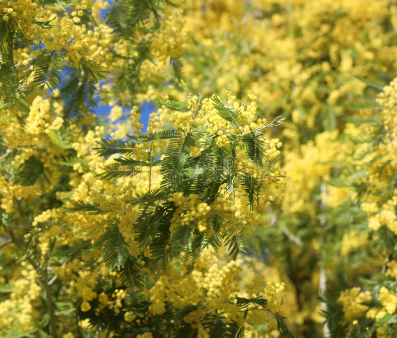 Flowered Tree with Yellow Mimosa Flowers Blossomed in Spring Stock ...