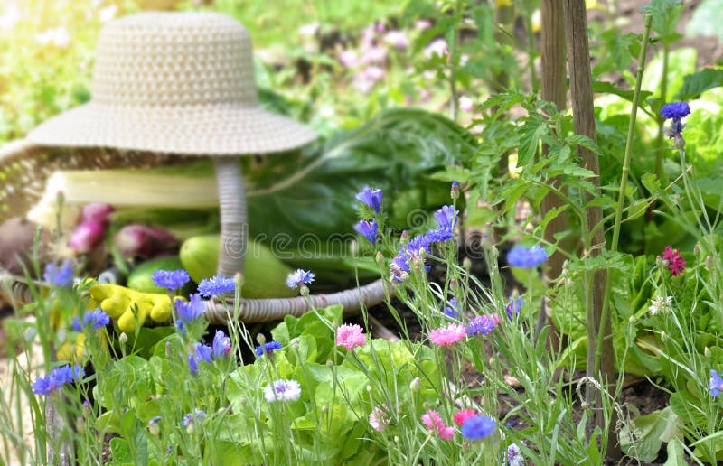 Vegetable Garden with a Wicker Basket and Hat Full of Fresh Vegetables ...
