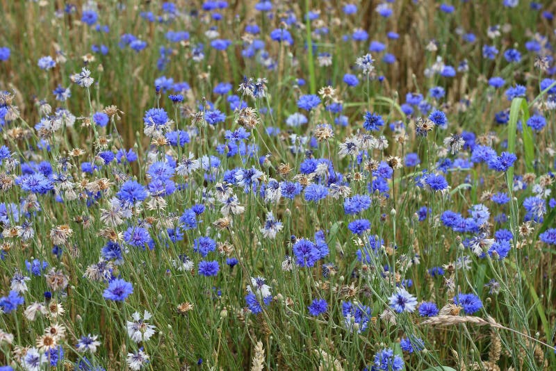 Flowered wheatfield stock image. Image of green, environment - 46217979