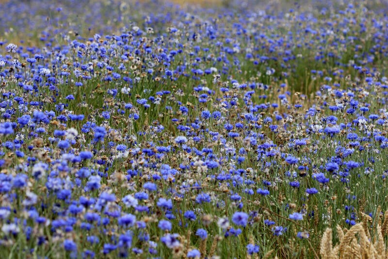 Flowered wheatfield stock image. Image of environment - 46218049