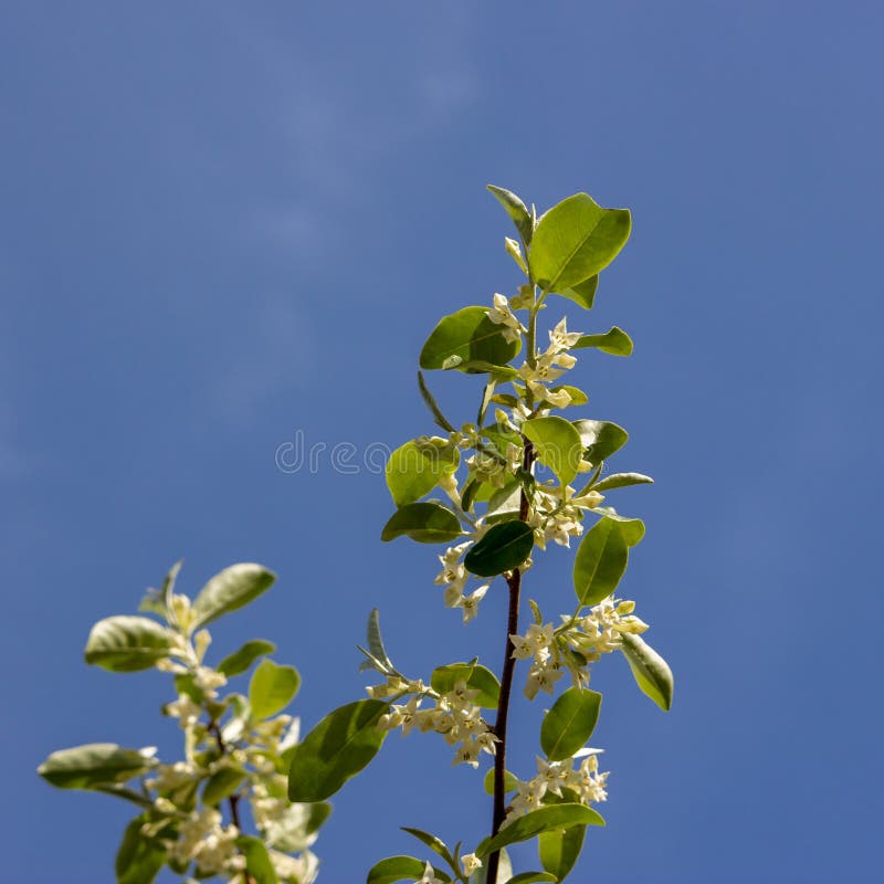 The Floweres of Barberry Tree Stock Image - Image of healthy, barberry ...