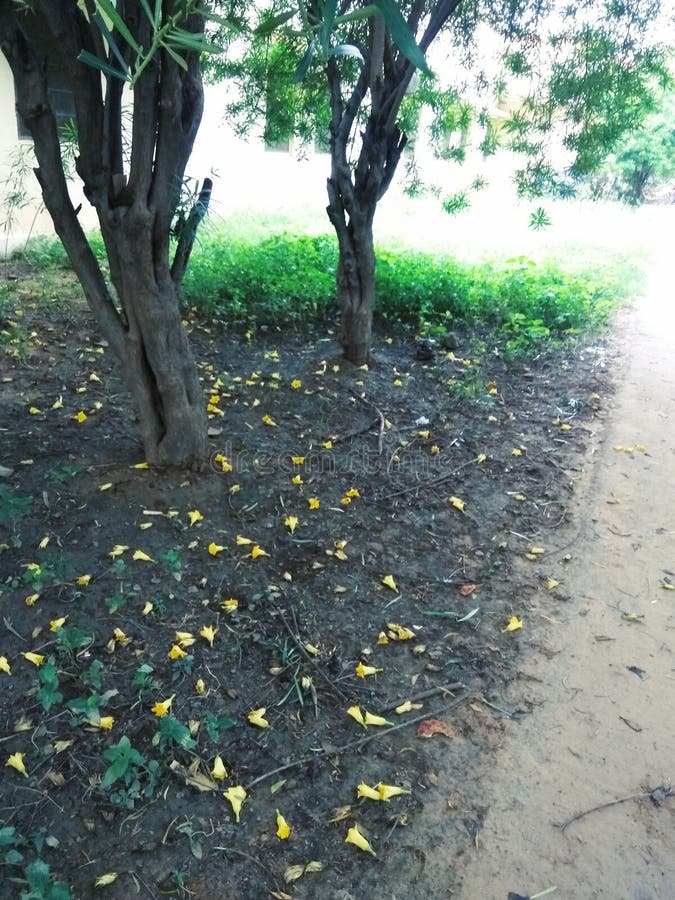 Flowerfall stock photo. Image of beautiful, tree, nature - 124915988