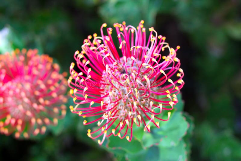 Fleur Indigène Australienne De Rouge De Grevillea Banksii De Flore ...