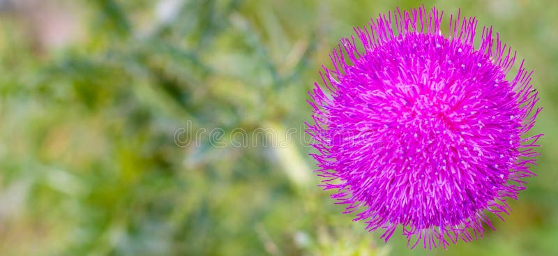 Flowerhead Rosado Del Cardo De Leche Imagen de archivo - Imagen de hoja ...