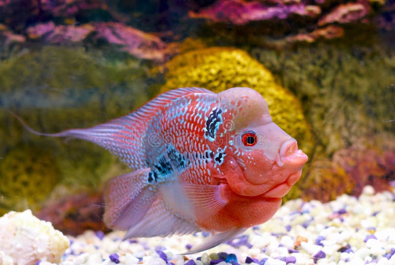 Flowerhorn Cichlid fish stock photo. Image of animals - 11769790
