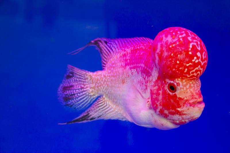 Flowerhorn Cichlid Fish in Aquarium. Stock Image - Image of beautiful ...