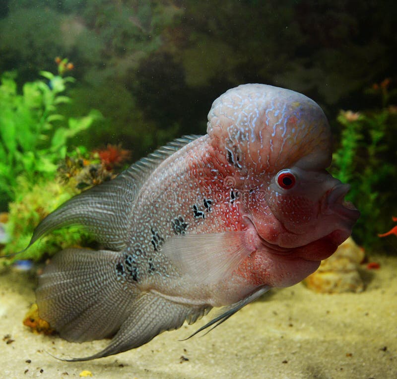 Flowerhorn cichlid fish stock image. Image of multi, ichthyology - 66877215