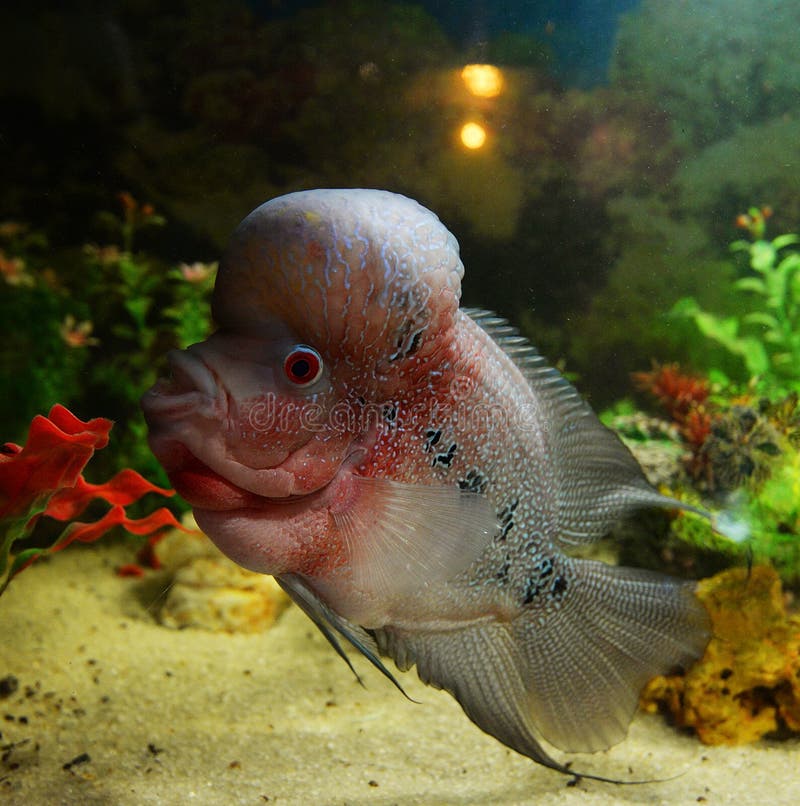 Flowerhorn cichlid fish stock image. Image of multi, closeup - 66877247