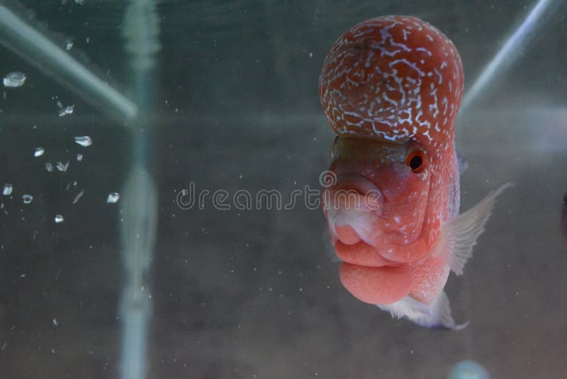 Flowerhorn Boom Head Stock Photos - Free & Royalty-Free Stock Photos ...
