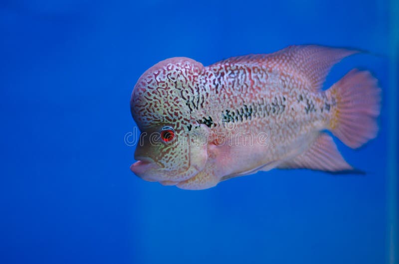 Flowerhorn fish stock photo. Image of beauty, closeup - 46174626