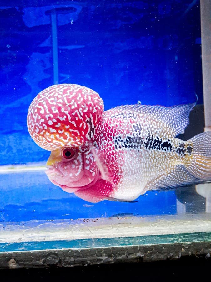 Flowerhorn Fish with a Perfect Head Stock Image - Image of flowerhorn ...