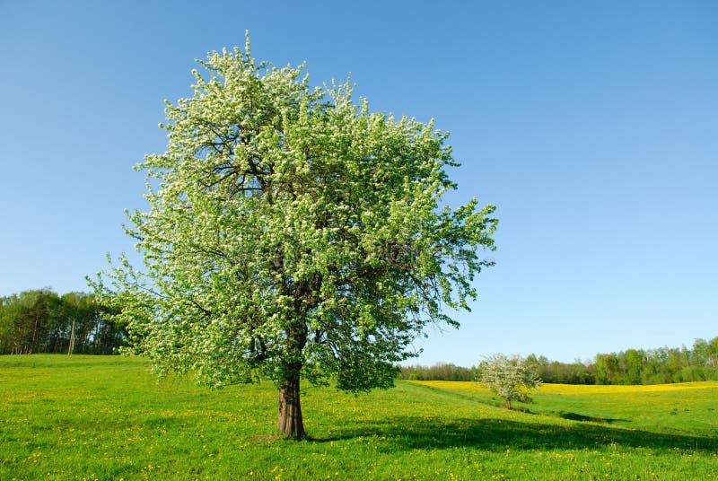 Oak tree stock image. Image of life, mother, grassland - 4589005