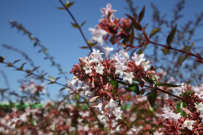 Flowering Abelia Grandiflora Hedge Stock Photo - Image of abelia, shrub ...