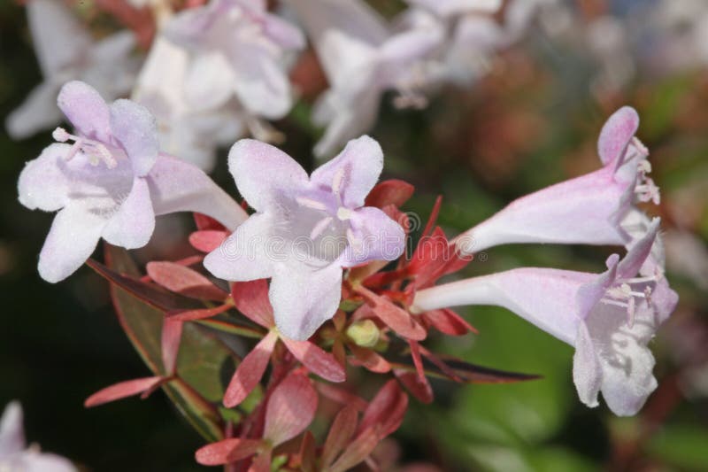 Flowering Abelia Grandiflora Hedge Stock Image - Image of abelia ...