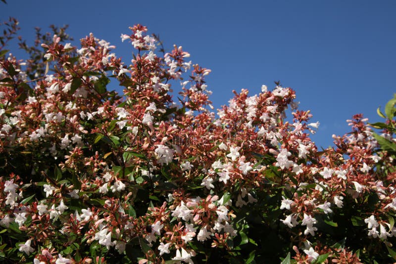 Flowering Abelia Grandiflora Hedge Stock Image - Image of summer, leaf ...