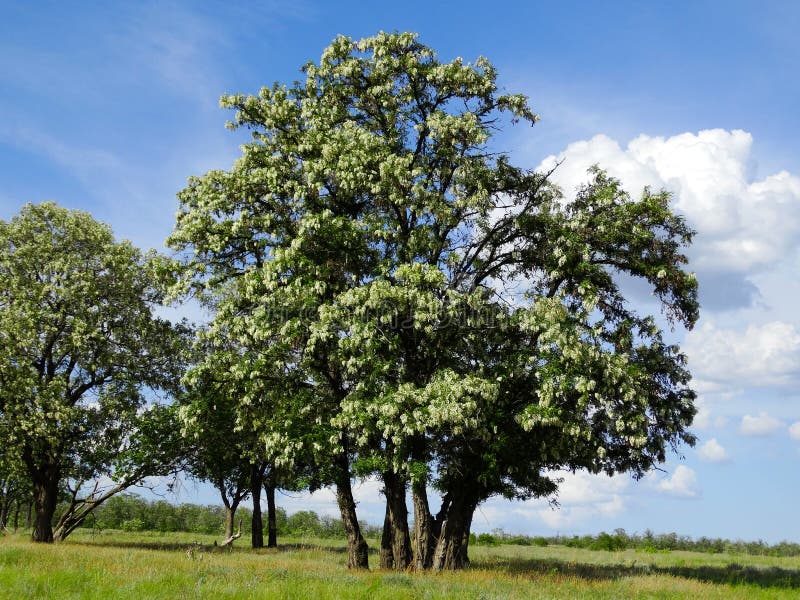 Flowering acacia stock image. Image of countryside, beautiful - 117403543