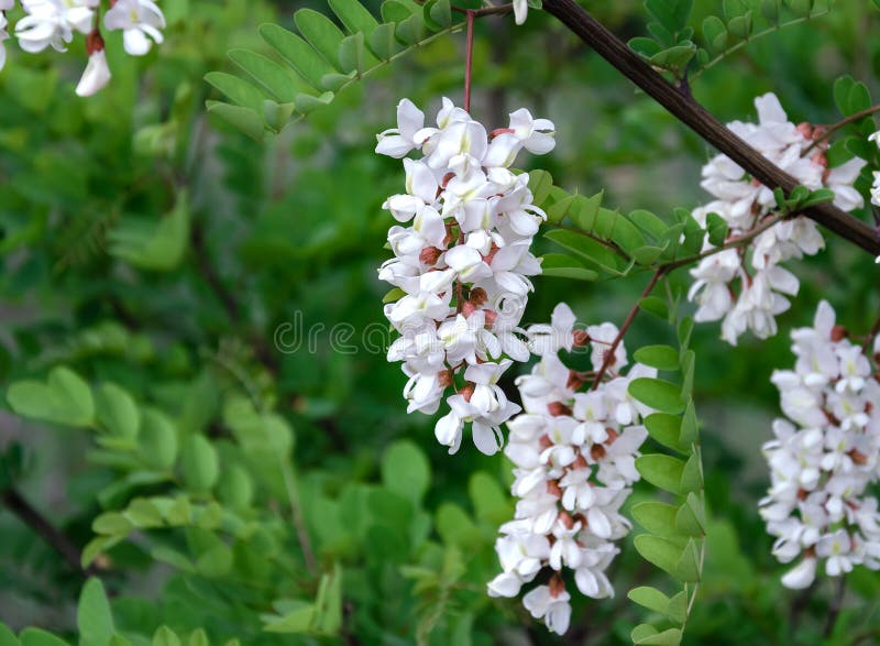 Flowering Acacia Tree White Warm Spring Day, Beautiful Background Stock ...