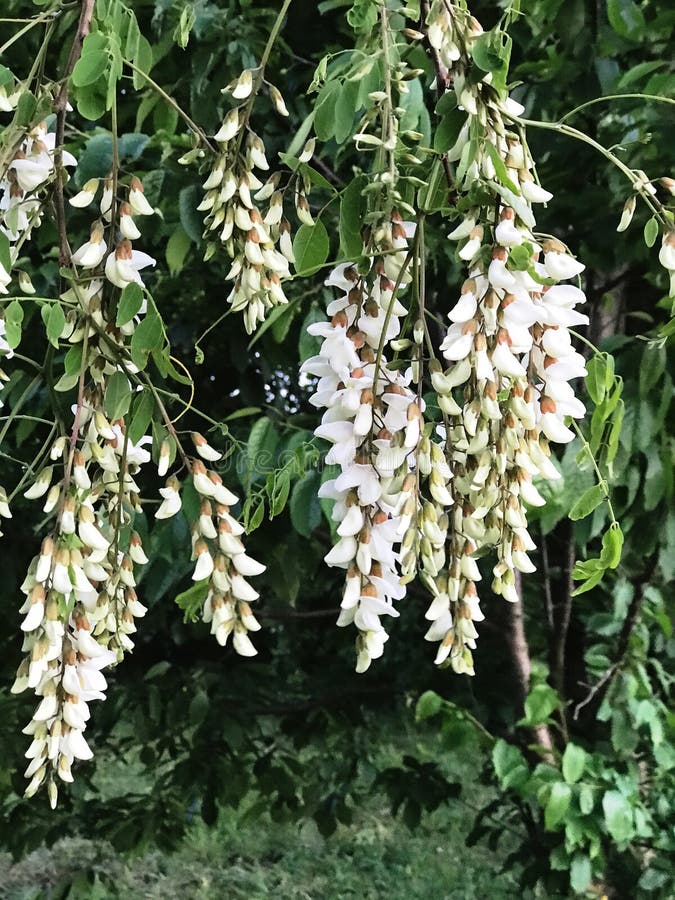 Flowering acacia stock photo. Image of nature, tree - 223130368