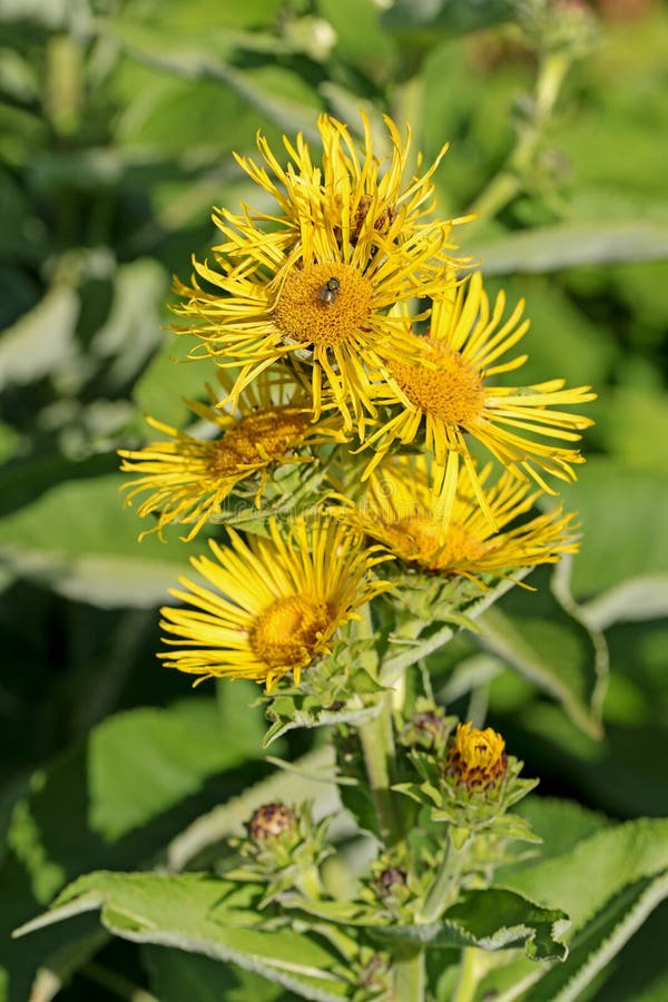 Flowering Alant, Inula Helenium, in Summer Stock Photo - Image of ...
