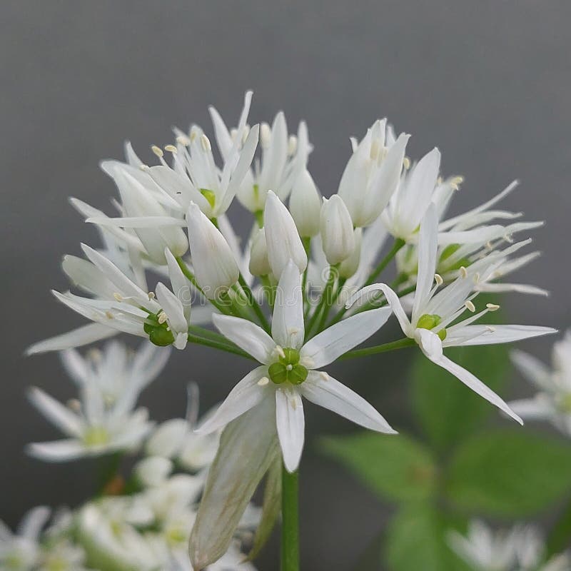Allium Ursinum (Wild Garlic) Stock Image - Image of wild, flora: 278802639
