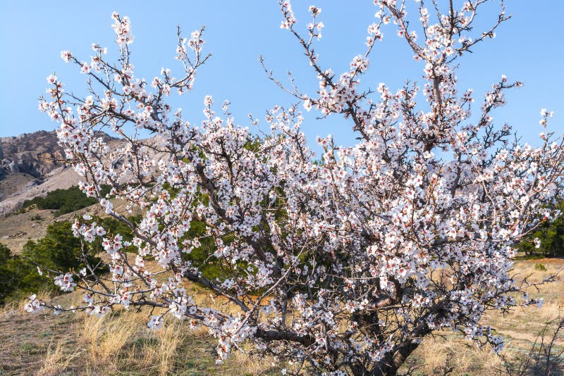 Flowering almond stock photo. Image of scene, bloom - 154603522