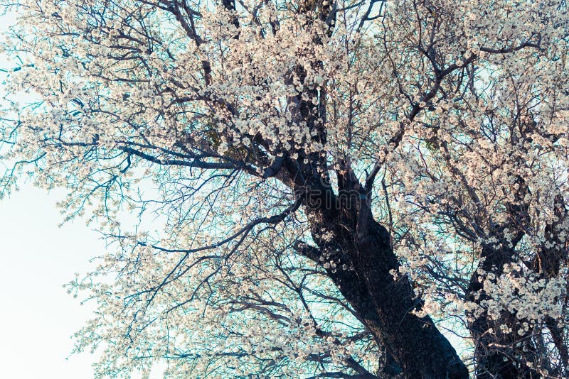 Flowering almond stock photo. Image of outdoor, orchard - 154604354