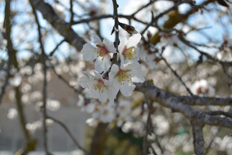 Flowering almond tree stock photo. Image of tree, beautiful - 96875454
