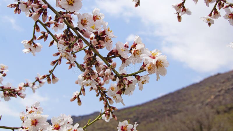 Flowering Almond Tree in the Garden Stock Photo - Image of environment ...