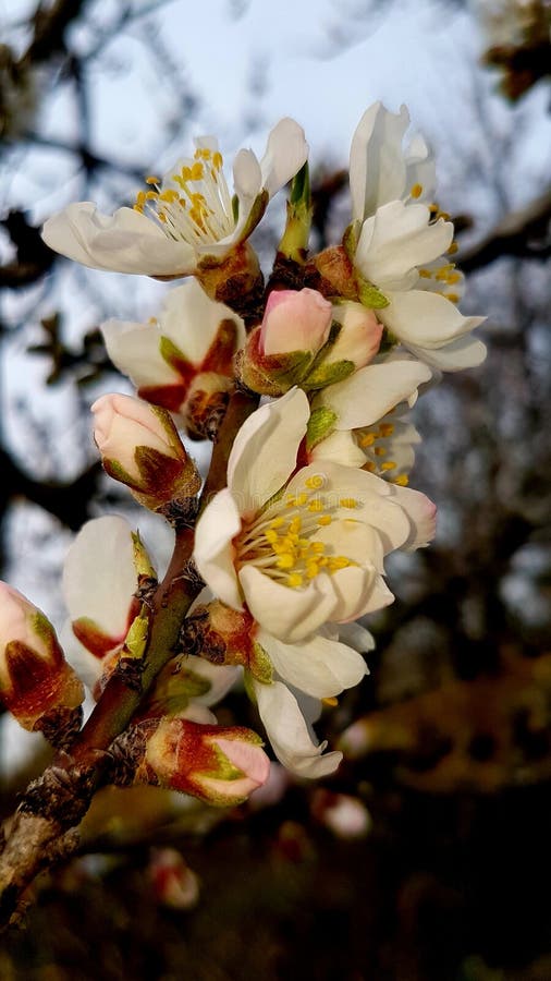 Flowering of an Almond Tree in Spring Stock Image - Image of shrub ...