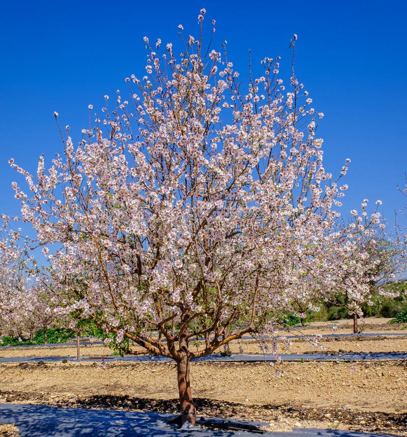 The Flowering Almond Tree at Spring Stock Photo - Image of gardening ...