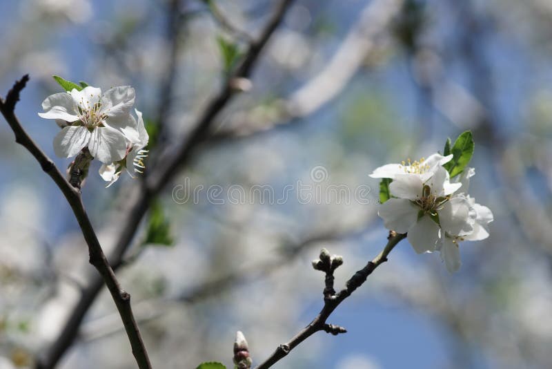 Flowering Almond Tree in Spring Garden at Sunny Day Stock Image - Image ...