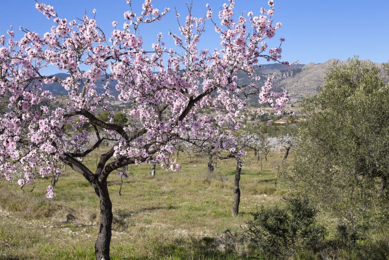 Flowering Almond Trees in the Mountains in the Sunshine in Spain Stock ...