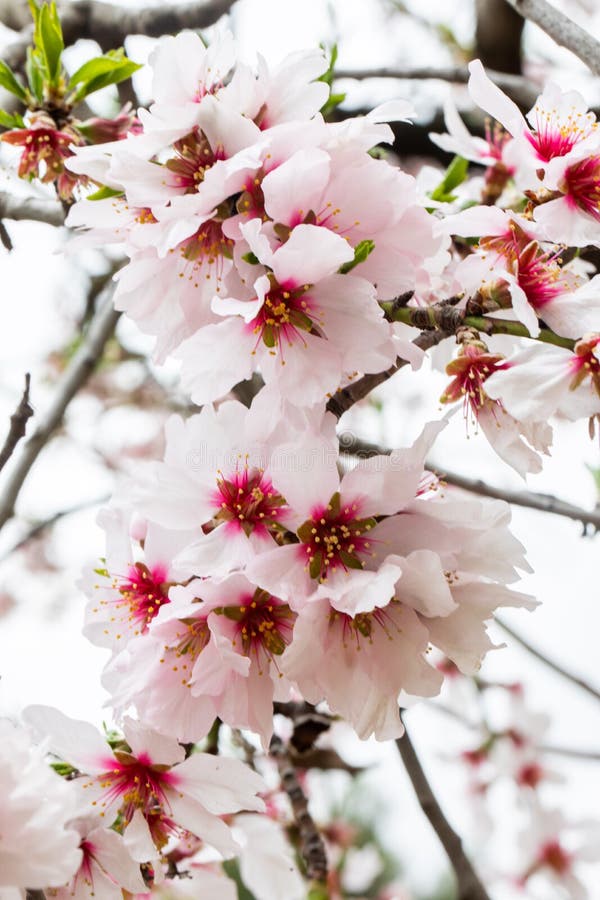 Flowering Almond Trees in Spring Stock Photo - Image of agriculture ...