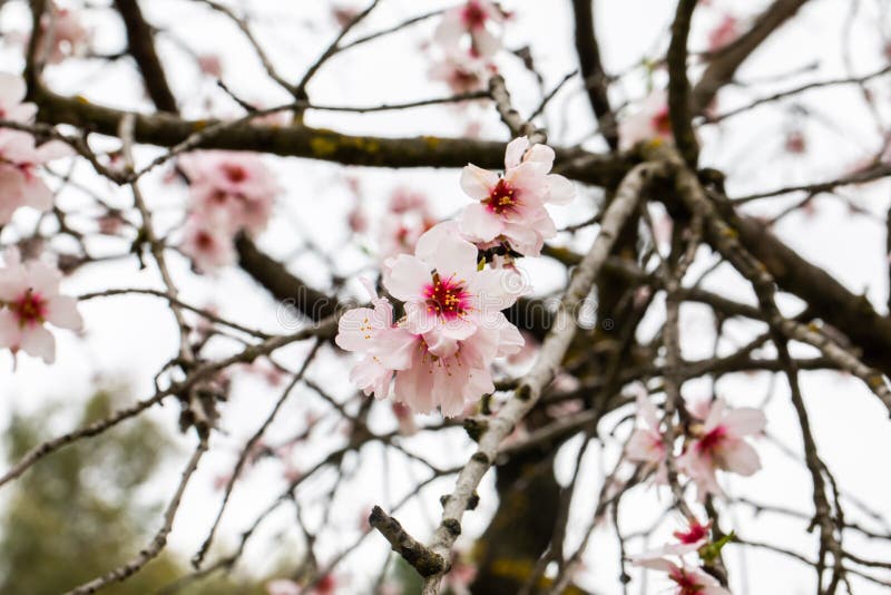 Flowering Almond Trees in Spring Stock Image - Image of color, light ...