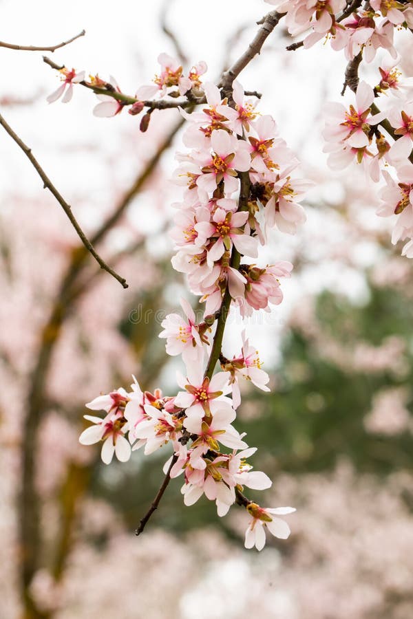 Flowering Almond Trees in Spring Stock Image - Image of freshness ...