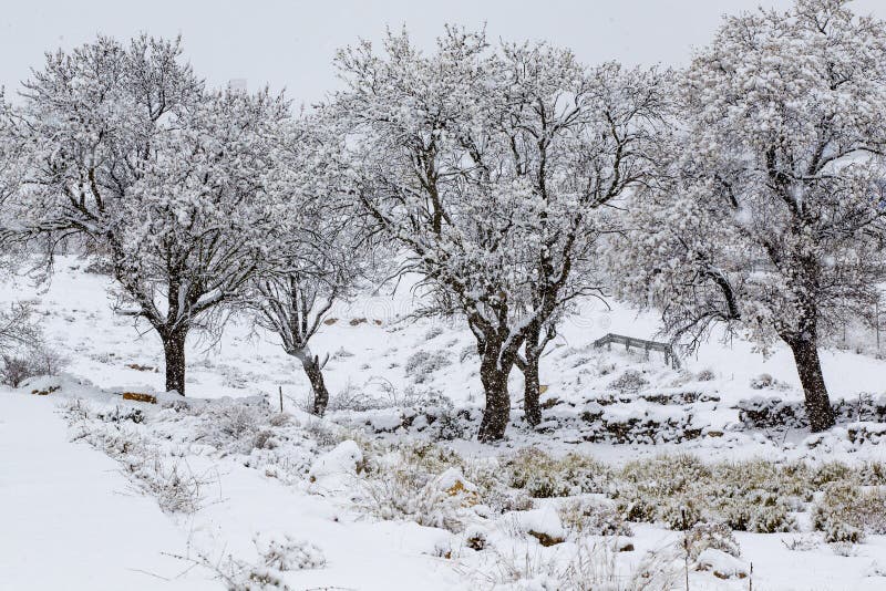 Flowering almond trees stock image. Image of blossom - 200713471