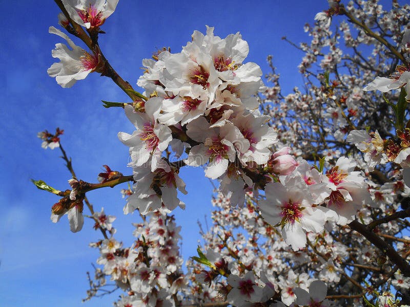 Flowering almonds. editorial image. Image of tree, almond - 176055730