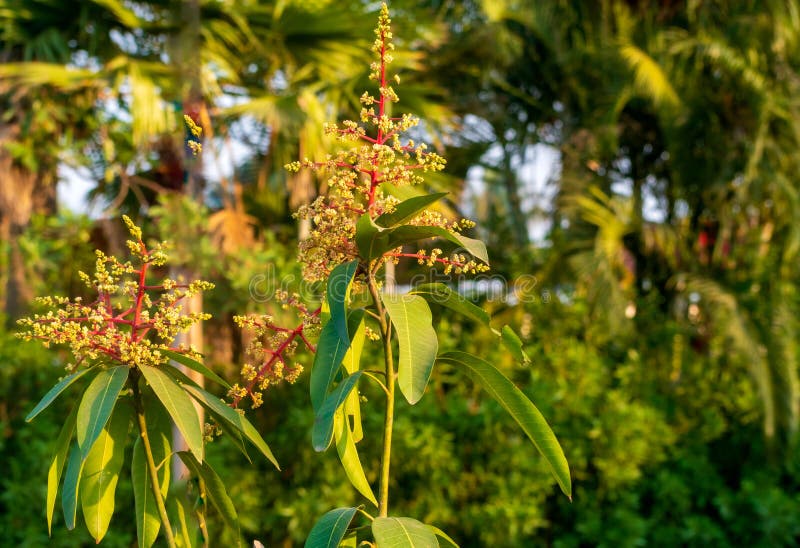 Flowering on Alphonso Mango Tree Stock Image - Image of flower, botany ...