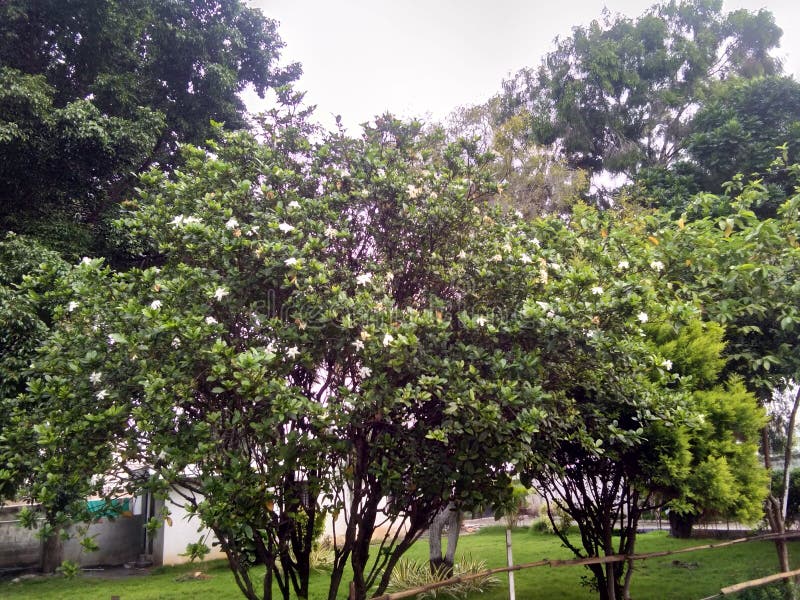 Flowering ananta tree stock image. Image of deciduous - 216730771